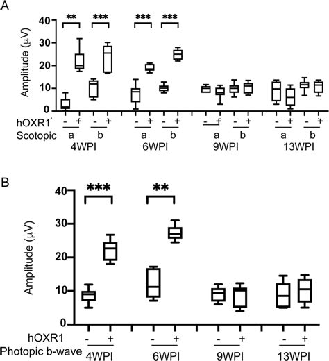 Protection Of Retinal Function In Rd1 Mice After Aav8 Hoxr1 Injection Download Scientific