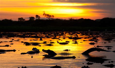 El Pintoresco Pantanal Que No Conocías En Brasil El Viajero Feliz
