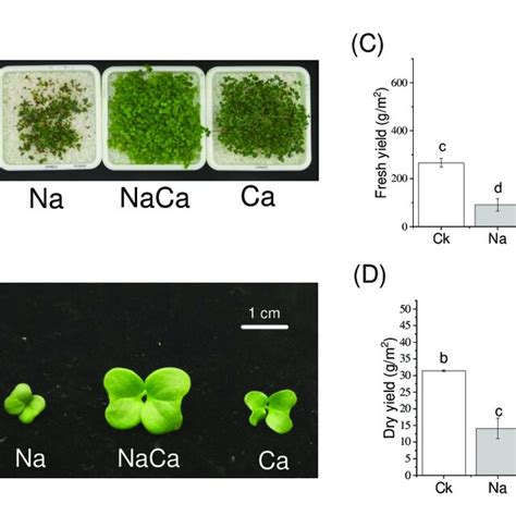 Fresh Yield And Dry Yield Of Broccoli Microgreens Under Different