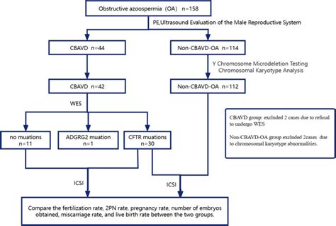 Genetic Diagnosis And Outcomes Of Intracytoplasmic Sperm Injection In South Chinese Patients