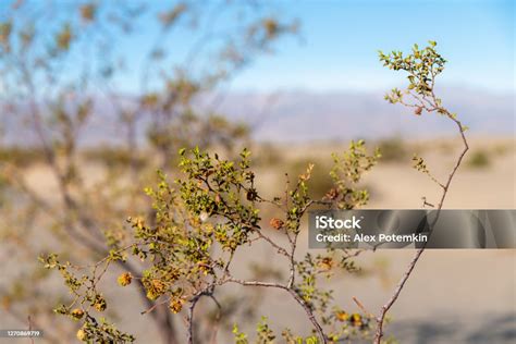 캘리포니아 주 데스 밸리의 메스키트 플랫의 모래 언덕에서 자라는 관목 0명에 대한 스톡 사진 및 기타 이미지 Istock