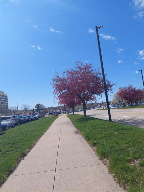 Id This Missouri Tree With Root Suckers R Treeidentification