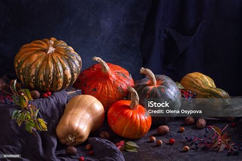 다양한 호박과 가을 의 정물 다른 색상과 크기의 Cucurbita 과일 추수감사절의 개념 0명에 대한 스톡 사진 및 기타 이미지