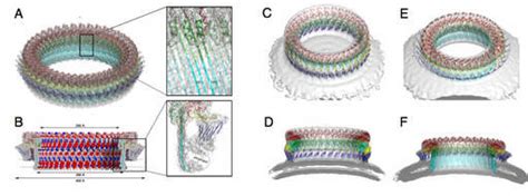 Bacterial Pore Forming Toxins Max Planck Institute Of Biophysics