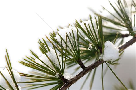 植物 松树 松树植被叶子绿色高清图片下载 正版图片320588770 摄图网