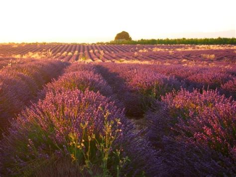 마르세유 발랑솔 선셋 라벤더 투어 Kkday