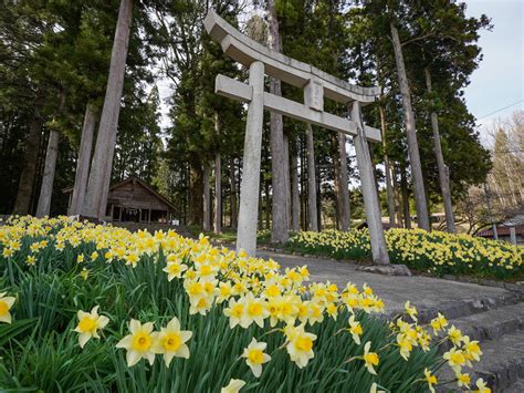 幸せの黄色い水仙吉和で水仙が満開じゃ廿日市市吉和 あんきにしとるかの