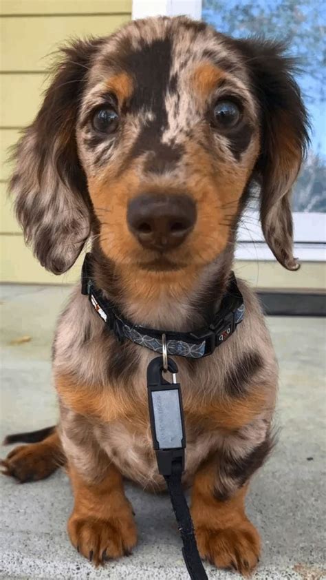 Adorable Dachshund Puppies 🤎🤎 Dapple Dachshund Dachshund Puppies