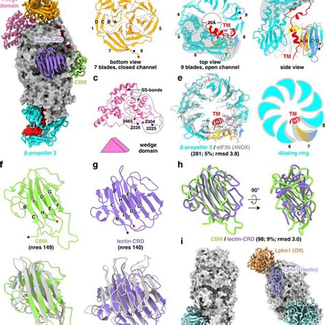 Receptor Binding Domains Of Sgs1 A The Receptor Binding Domains Shown Download Scientific