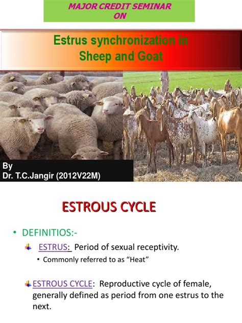 Estrous Synchronization In Sheep And Goat Estradiol Sheep