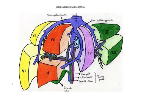 HÍgado Y SegmentaciÓn HepÁtica Kath Cárdenas Udocz