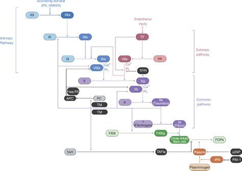 Figure 1 From Congenital And Acquired Disorders Of Secondary Hemostasis Semantic Scholar