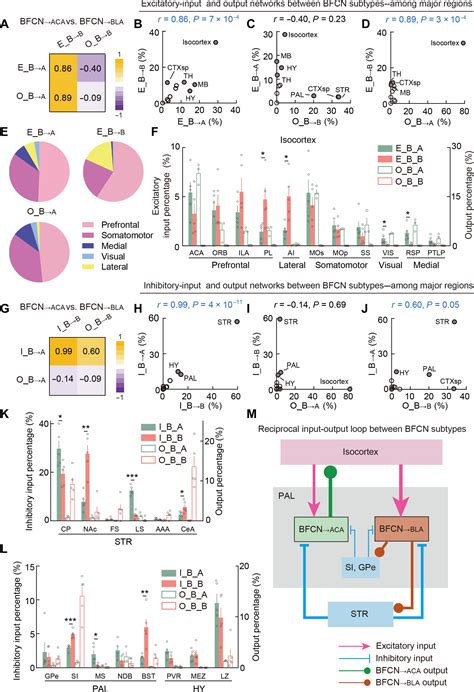 Whole Brain Mapping Of Basal Forebrain Cholinergic Neurons Reveals A Long Range Reciprocal Input
