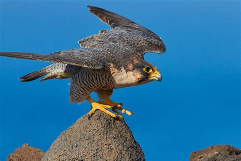 44 Common Types Of Falcons With Pictures And Identification