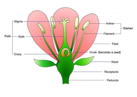 Lab Exam 2 Lab 18 Gymnosperms And Angiosperms Diagram Quizlet