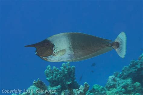 ツマリテングハギ ダイバーの海水魚図鑑 Shiny Ace