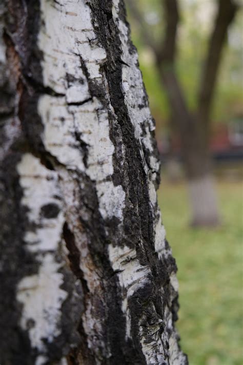 Tree Bark Free Photo On Pixabay Pixabay Tree Bark Free Photo On Pixabay Pixabay