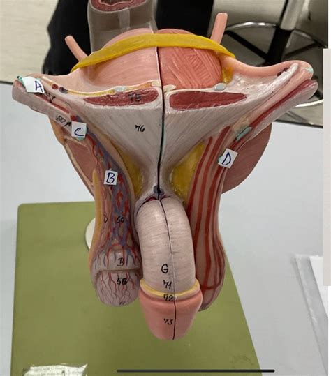 Spermatic Cord Diagram Quizlet