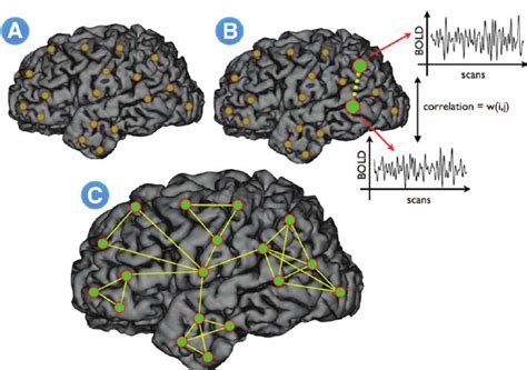 Modeling The Functional Brain Network The Functional Brain Network Can