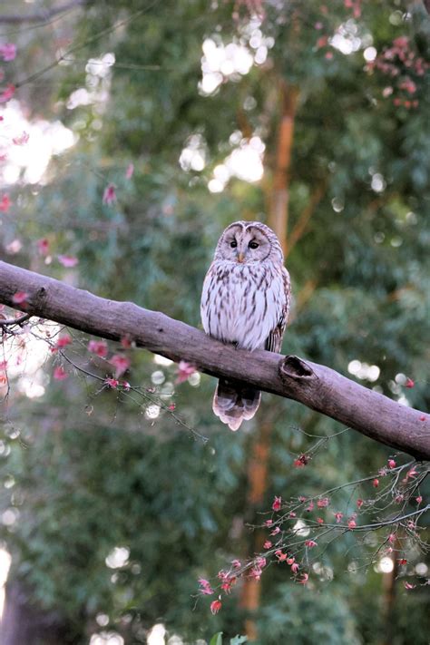野山の鳥水辺の鳥 枝止まりフクロウ