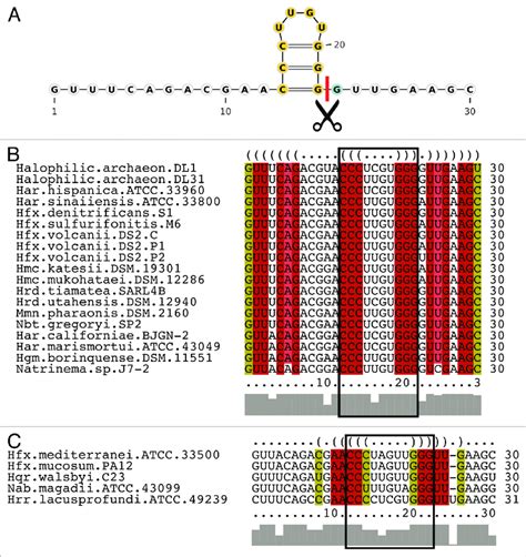 A Small Stem Loop Structural Motif Is Conserved Across 22 Haloarchaeal Download Scientific