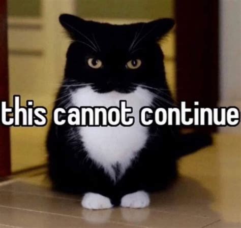 This Cannot Continue Cat Rmemetemplatesofficial