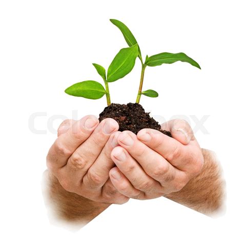 Seedling In Hands Stock Image Colourbox