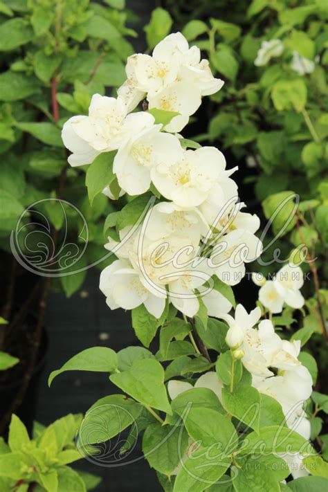 Чубушник виргинский (Philadelphus virginalis `Virginal`) - Чубушник ...