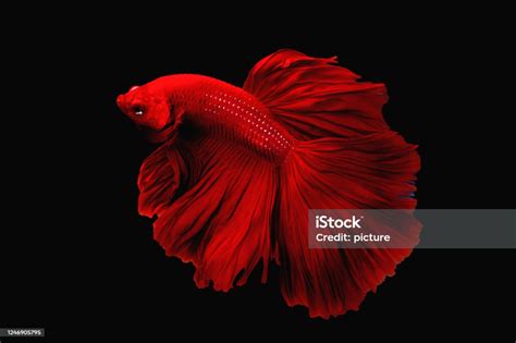 아름다운 베타 물고기 또는 검은 배경에 고립 된 다채로운 반달 꼬리의 순간을 움직이는 물고기와 싸우는 감금 상태에 대한 스톡