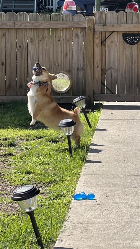 Fetch Just Gets The Best Angle Of Him R Corgi