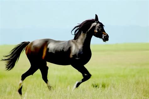 Ditctrl Exploring Attention Control In Multi Modal Diffusion Transformer For Tuning Free Multi