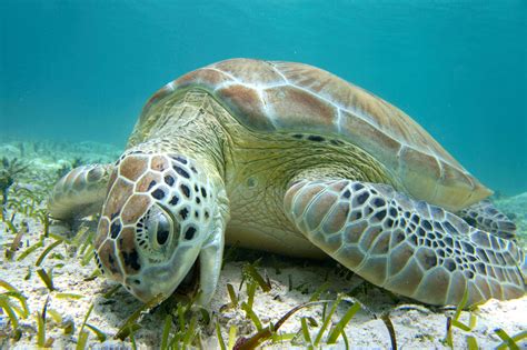 Green Sea Turtle Lifespan