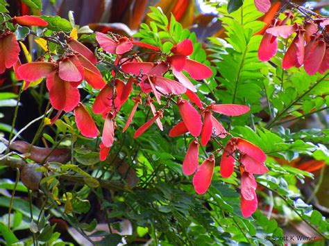 Red Seed Pods Photograph By Scott K Wimer