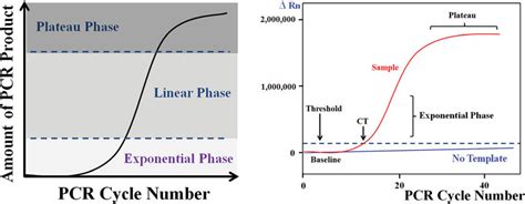 Amplification Curve In Real Time Pcr Download Scientific Diagram