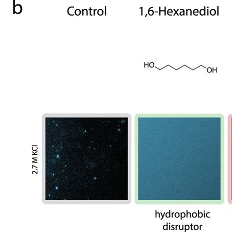 Dissolution Assay Of Fus Condensates In The High And Low Salt Regime