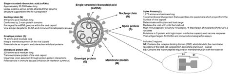 Emergence Of Sars Cov 2 Variants In The World How Could This Happen