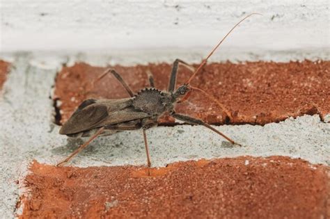 Premium Photo Silent Assassin The Wheel Bugs Stealthy Presence In The Premium Photo Silent Assassin The Wheel Bugs Stealthy Presence In The