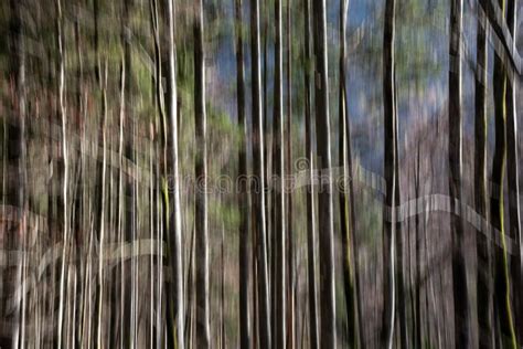 Intentional Camera Movement Creating Abstract Forest Landscape