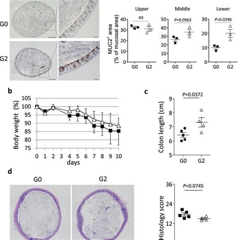 Enterococcus Phage Colonization Potentially Enforces Colonic Barrier Download Scientific