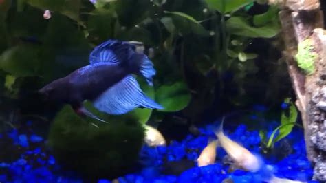 Why My Betta Fish Wont Eat 11 Causes And Solutions