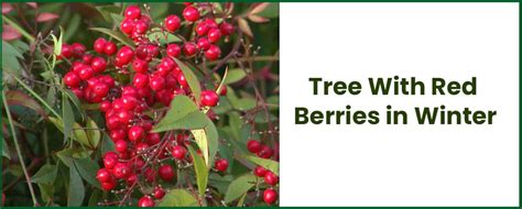 Trees With Red Berries In Winter Red Color Pop For Your Garden EmbraceGardening