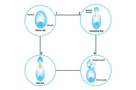 Budding Yeast