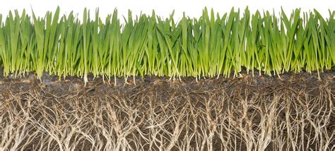 Bioactive Carbon Improves Nitrogen Fertiliser Efficiency And Ecological