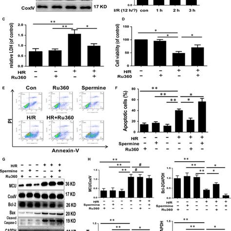 MCU Expression After H R And The Impact Of MCU Activation On Cell Download Scientific Diagram