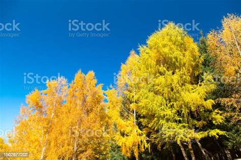 가 푸른 맑은 하늘을 배경으로 아름다운 노란 자작 나무 잎과 낙엽송 나무의 가지 자연스러운 배경 텍스트를 삽입할 배치합니다 0명에 대한 스톡 사진 및 기타 이미지 Istock