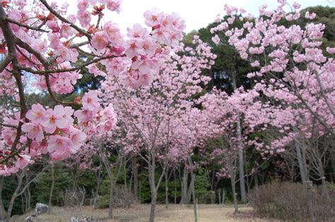 陽光桜 四分咲き 哲学の道保勝会