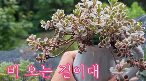 일요일 오전 걸이대 다육이들 차광했더니 비오는 건 뭐냐고요🥺 Youtube
