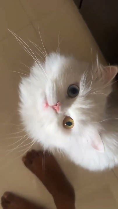 🥹🥹 Cat Youcat Youtube