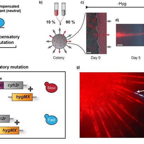 Tracking Evolutionary Rescue Dynamics Via Synthetic Compensatory
