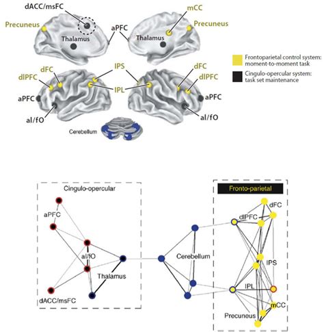The Executive Network Top Half Distinct Cingulo Opercular Black And Download Scientific